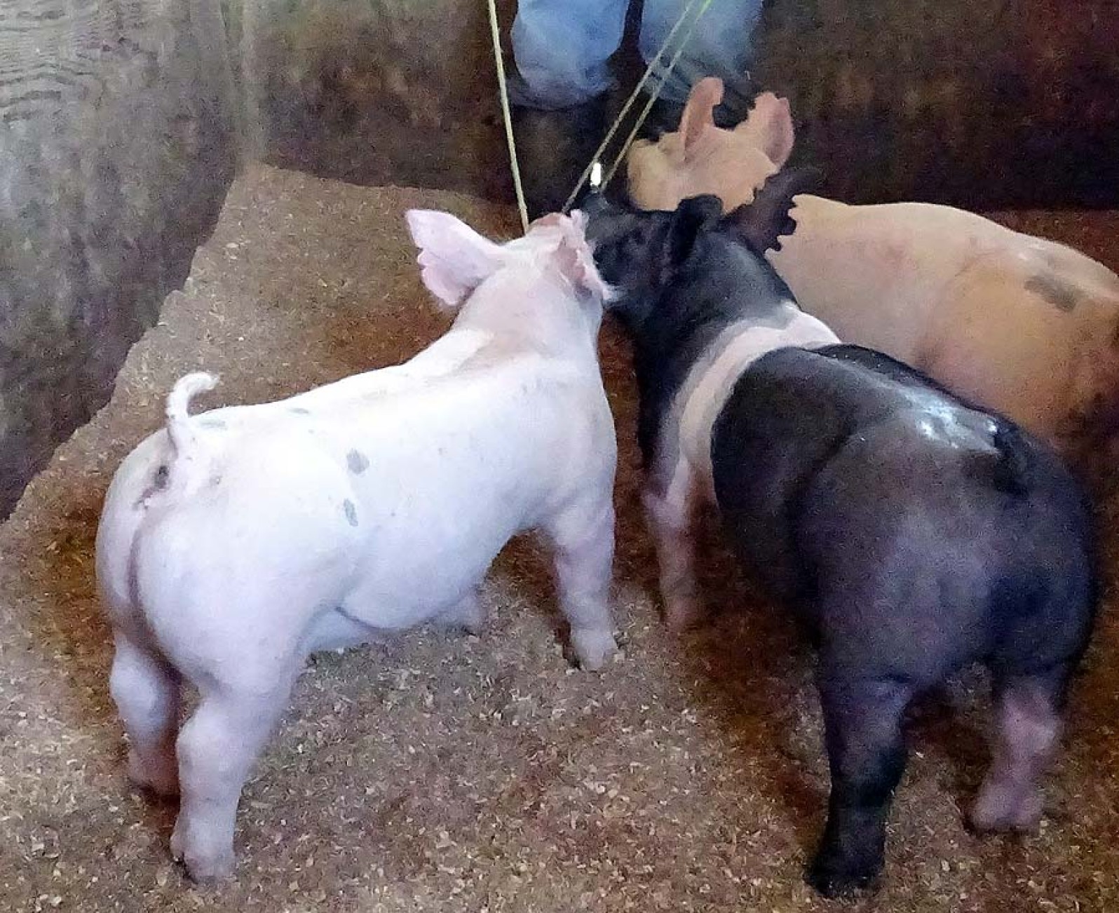 Show Pigs for Sale – June, 2017 | Land of Promise Farms | Show Pigs ...